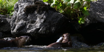 White Water River Rafting Trips in Northern California at Six Rivers Rafting